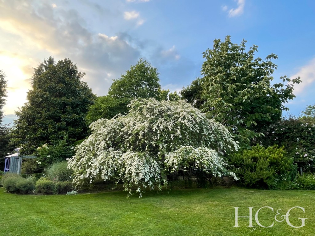 All About the Hamptons' Iconic Privet Hedges - Cottages & Gardens