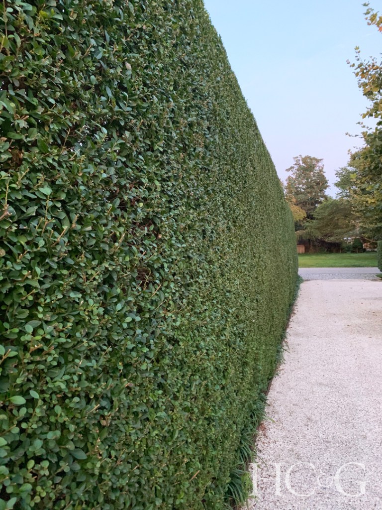 All About the Hamptons' Iconic Privet Hedges - Cottages & Gardens